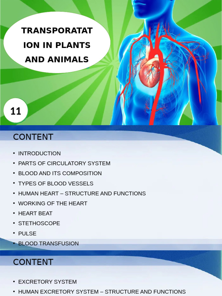 Plant and Animal Transport Systems | PDF | Atrium (Heart) | Heart