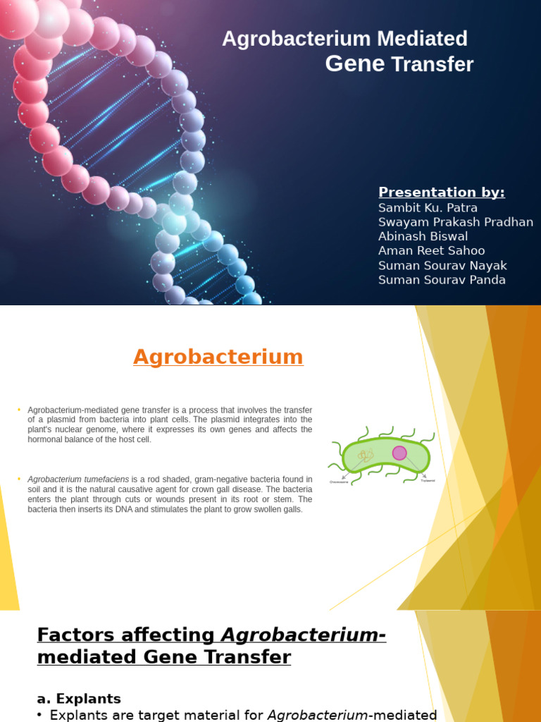 Agrobacterium Mediated Gene Transfer | PDF | Genetic Engineering | Gene