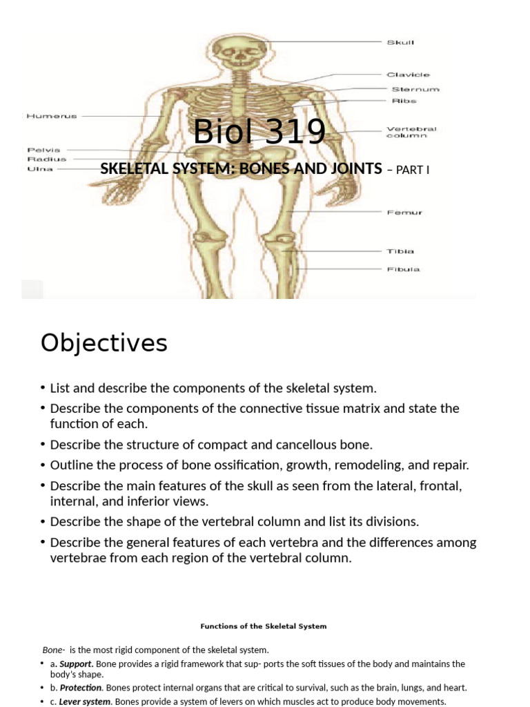 Biol 319 Skeletal System. 1 | PDF | Vertebra | Vertebral Column
