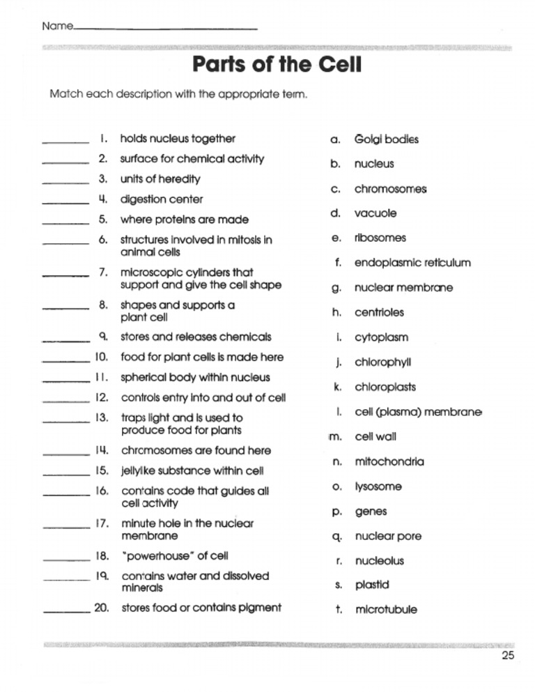 Parts of The Cell | PDF