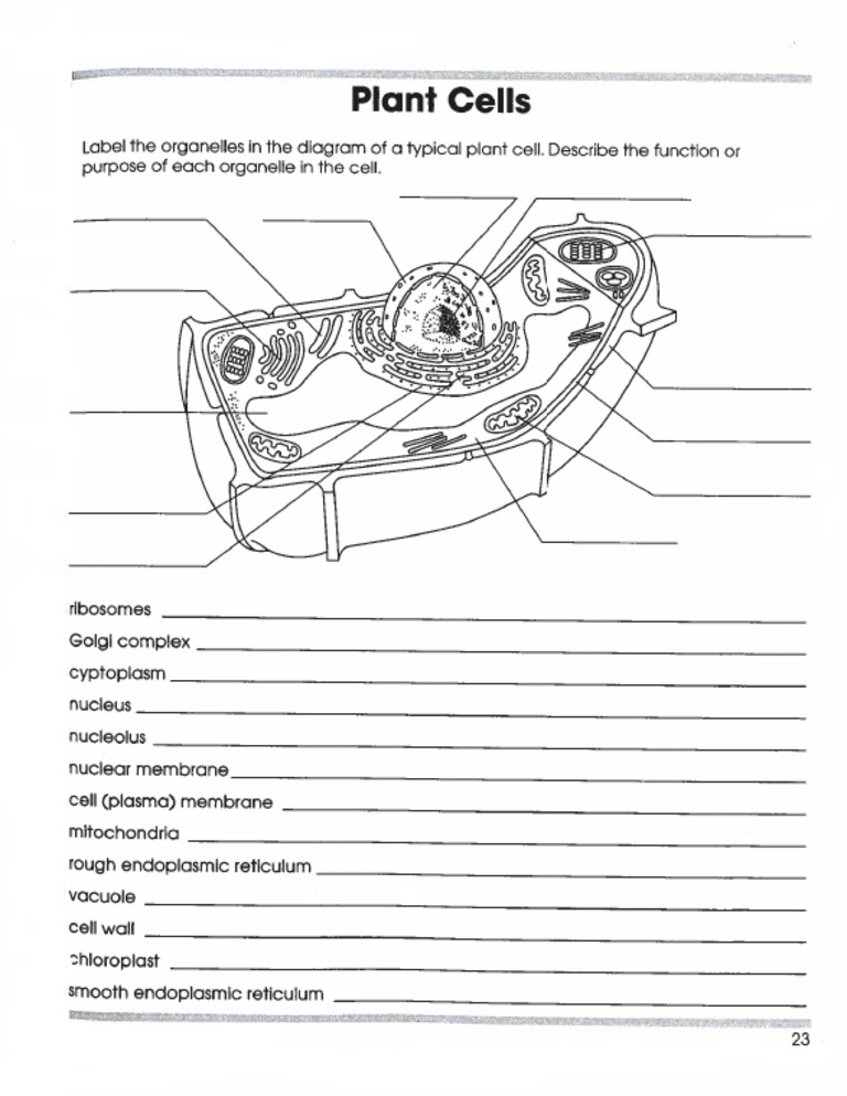 Plant cells | PDF