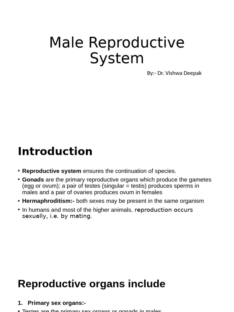 Male Reproductive System Overview | PDF | Testicle | Animal Anatomy