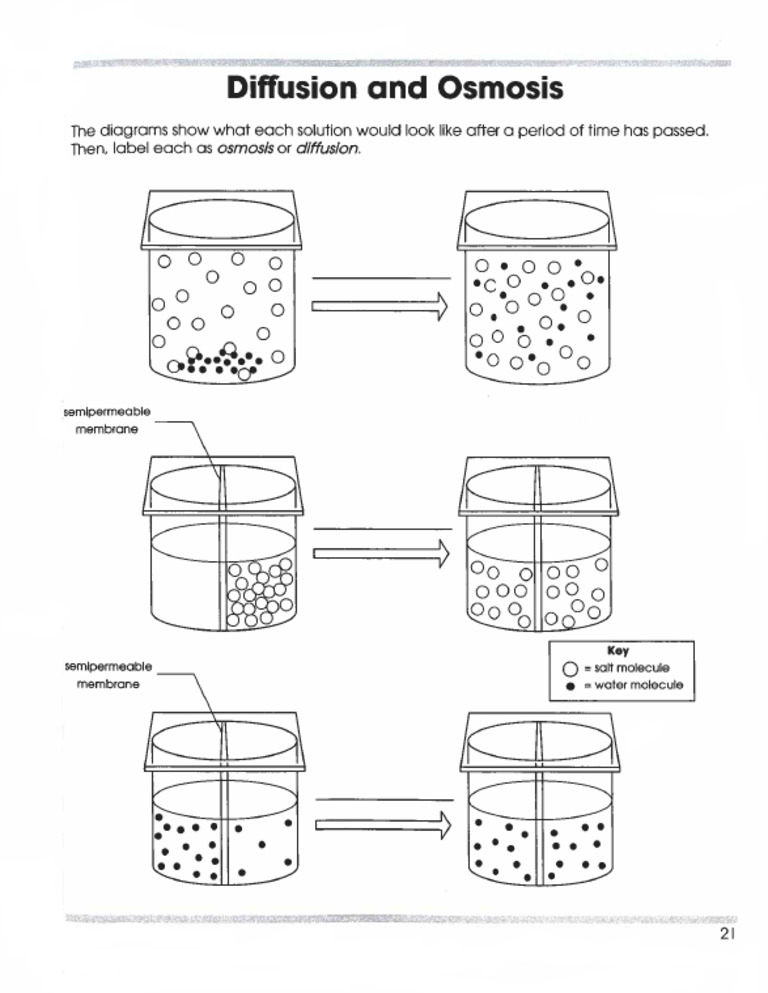 Diffusion and Osmosis | PDF