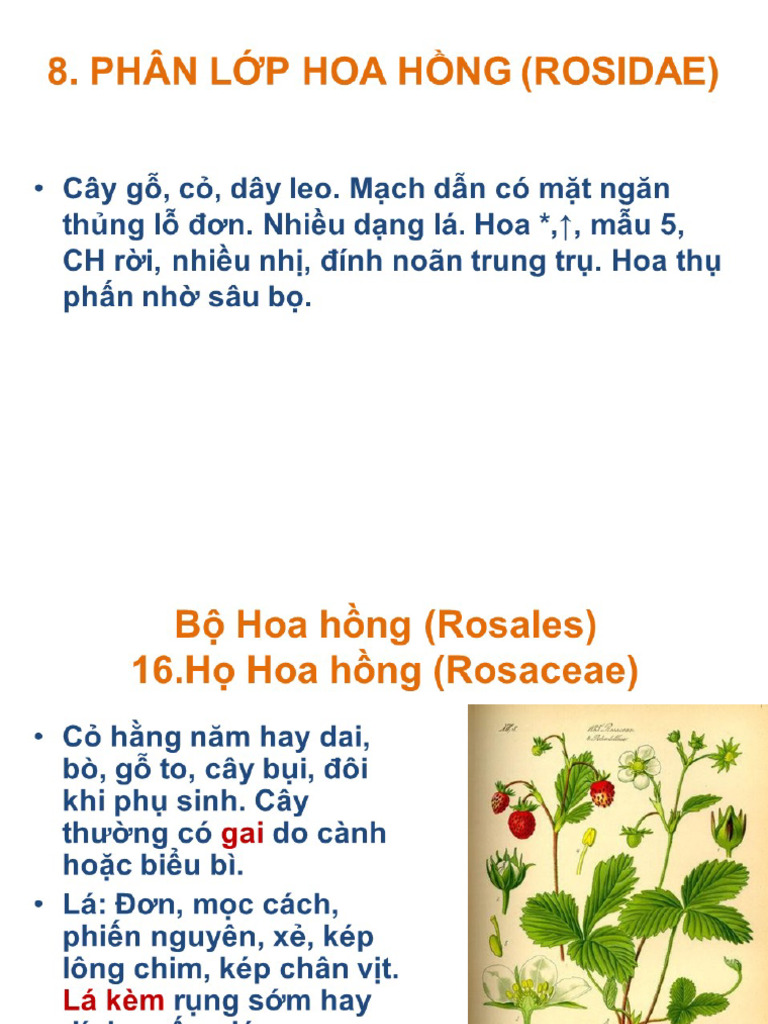 PL Hoa H NG 16-22 Handouts 2025 | PDF