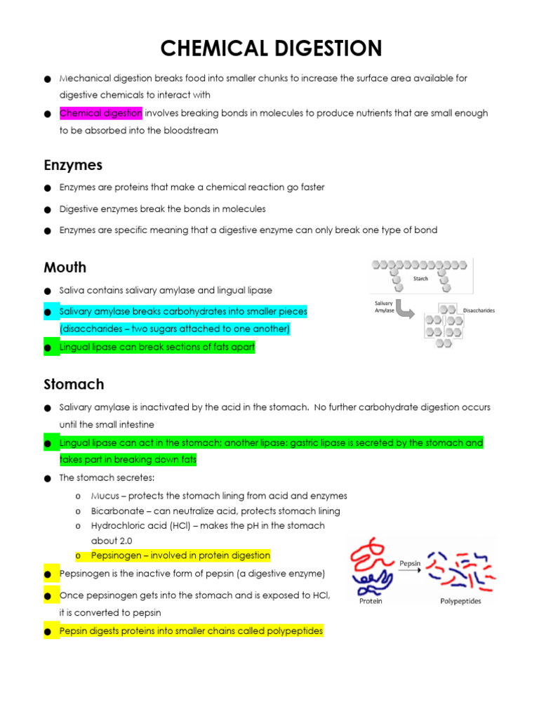 Understanding Chemical Digestion | PDF | Digestion | Stomach