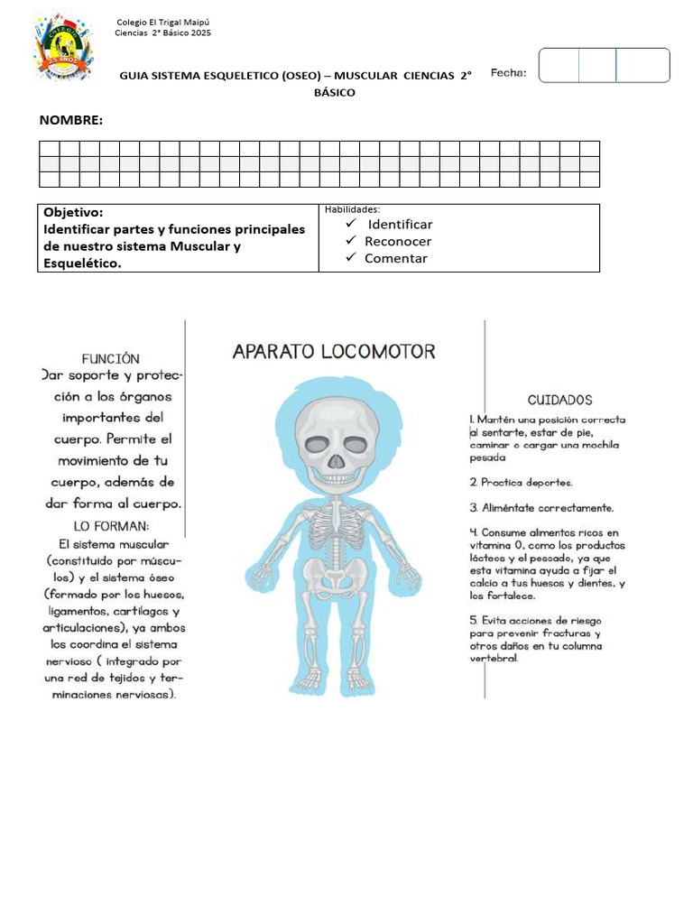 Guia Ciencias Sistema Muscular - Esquelitco (Oseo) | PDF