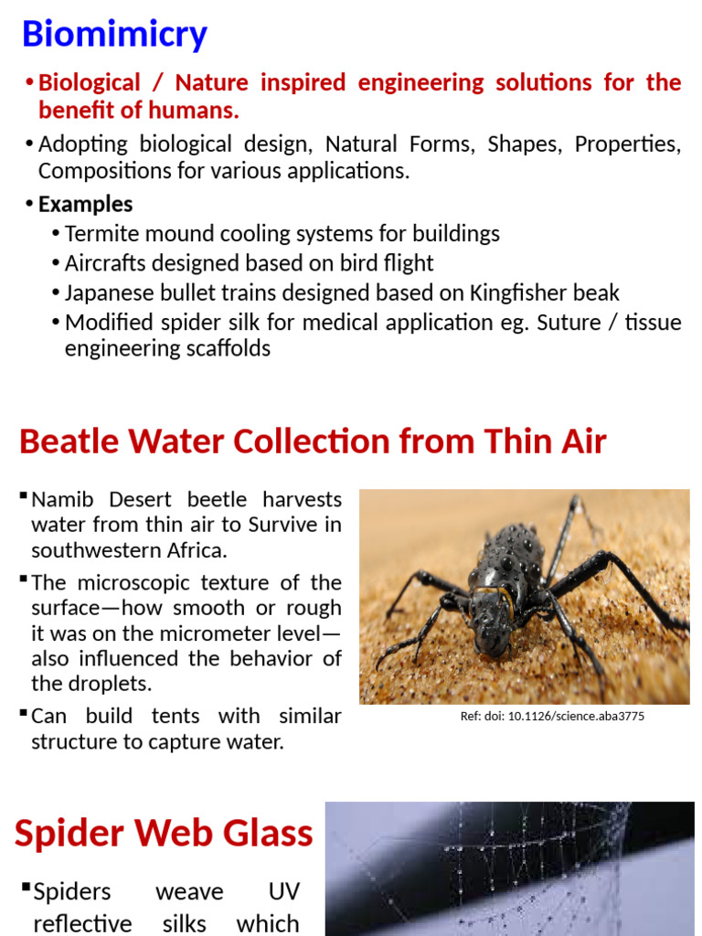 Biomimicry in Engineering Solutions | PDF | Cytoskeleton ...