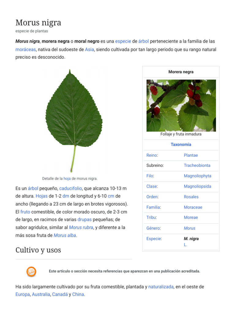 Morus Nigra | PDF | Plantas comestibles | Cocina vegana