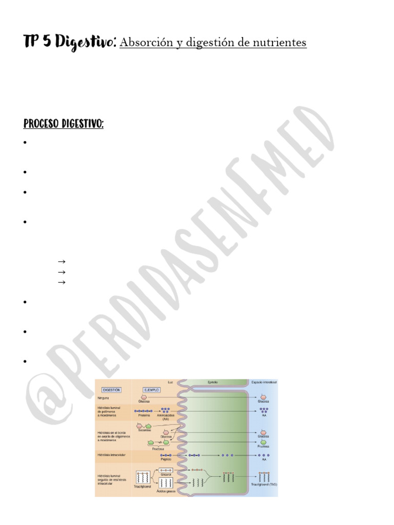 TP 5 Digestivo: Absorción y Digestión de Nutrientes | PDF | Digestión ...