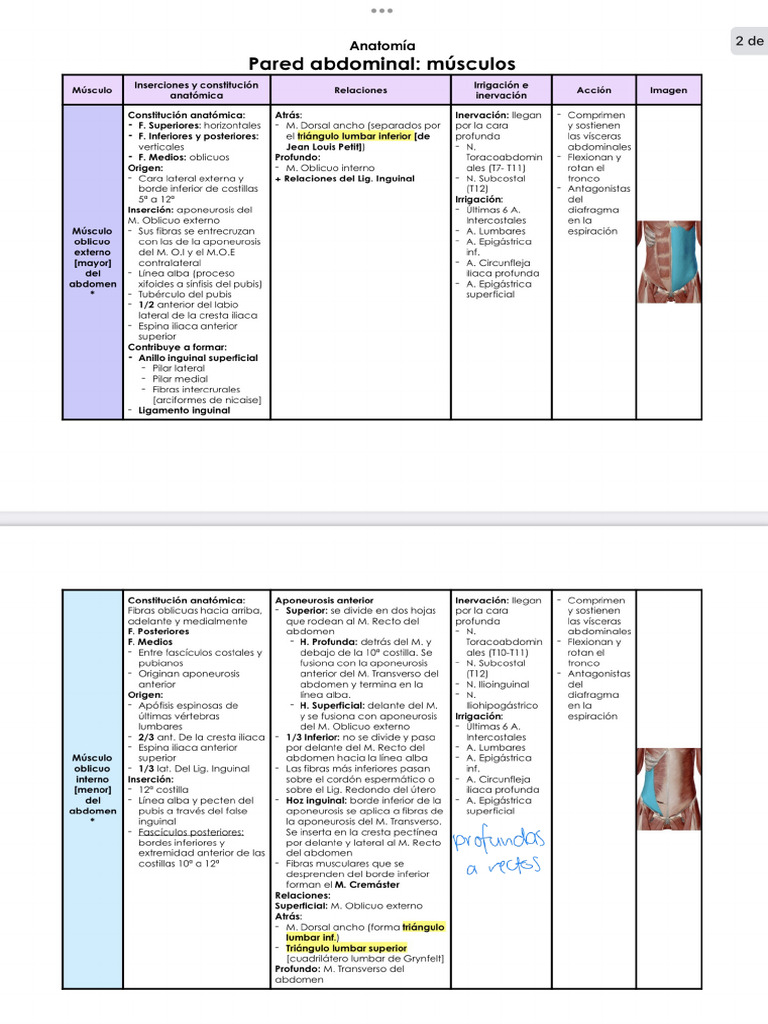 Anato 1er Parcial | PDF