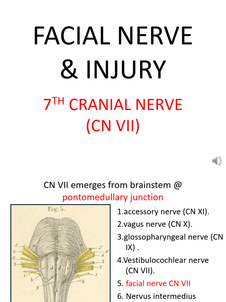 Facial Nerve Anatomy and Injury Overview | PDF | Human Anatomy | Human ...
