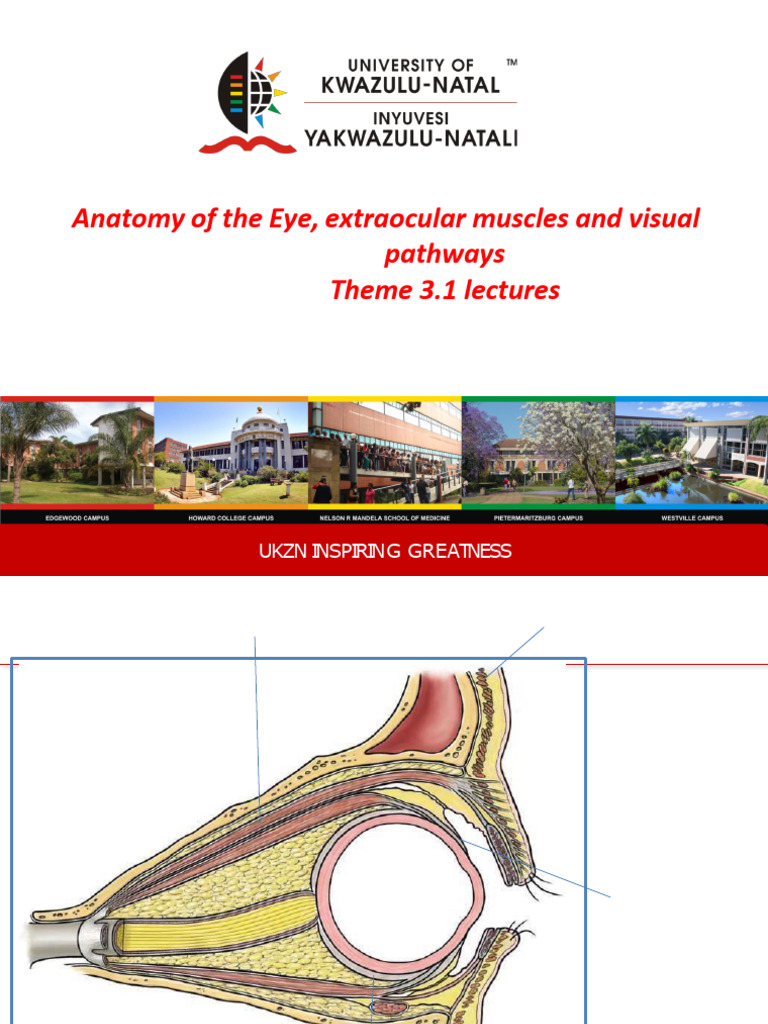 Eyeball, Extraocular Muscles and Visual Pathways | PDF | Visual System | Retina