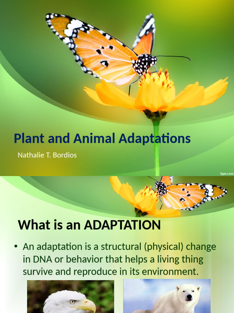 PlantAnimal Adaptation | PDF | Adaptation | Root