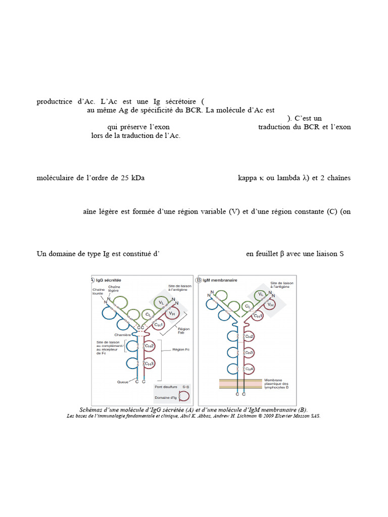 Molécules et classes des anticorps humains | PDF | Système du ...