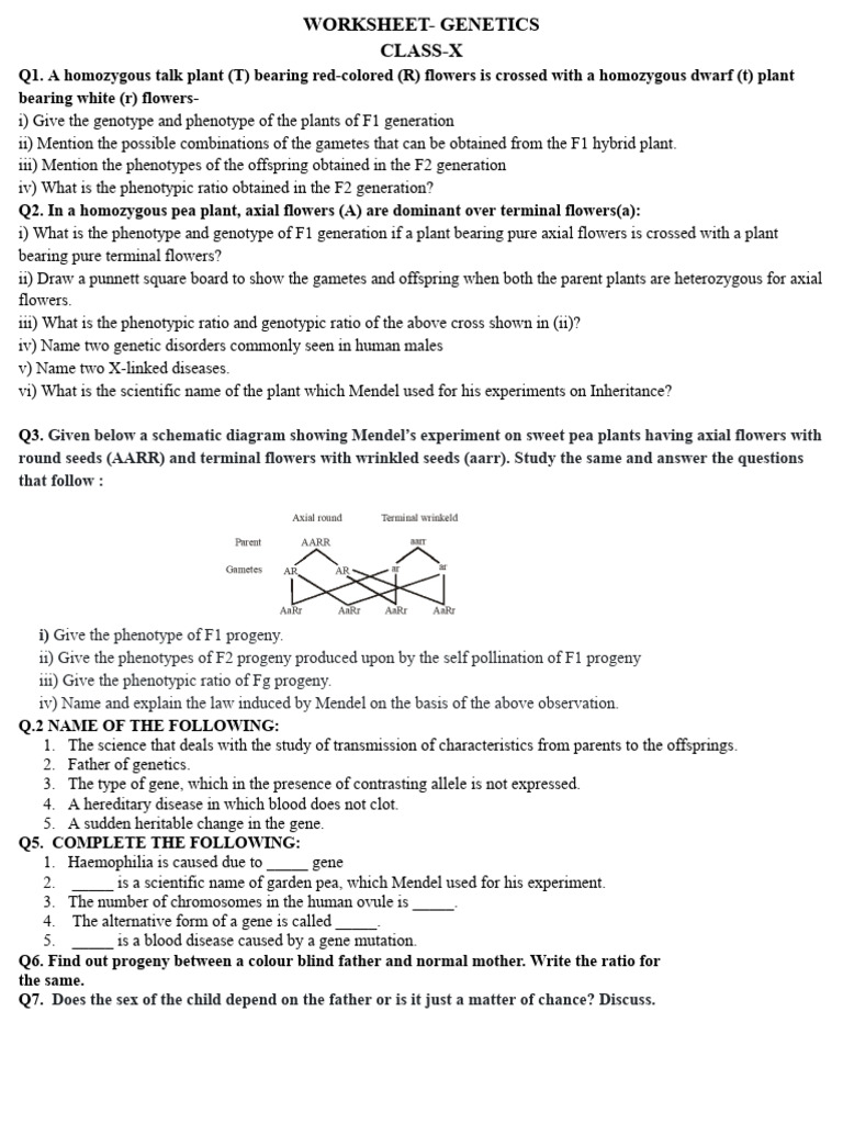 Worksheet - Genetics | PDF | Genotype | Biological Evolution