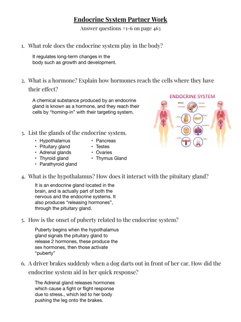 Endocrine System Partner Work | PDF
