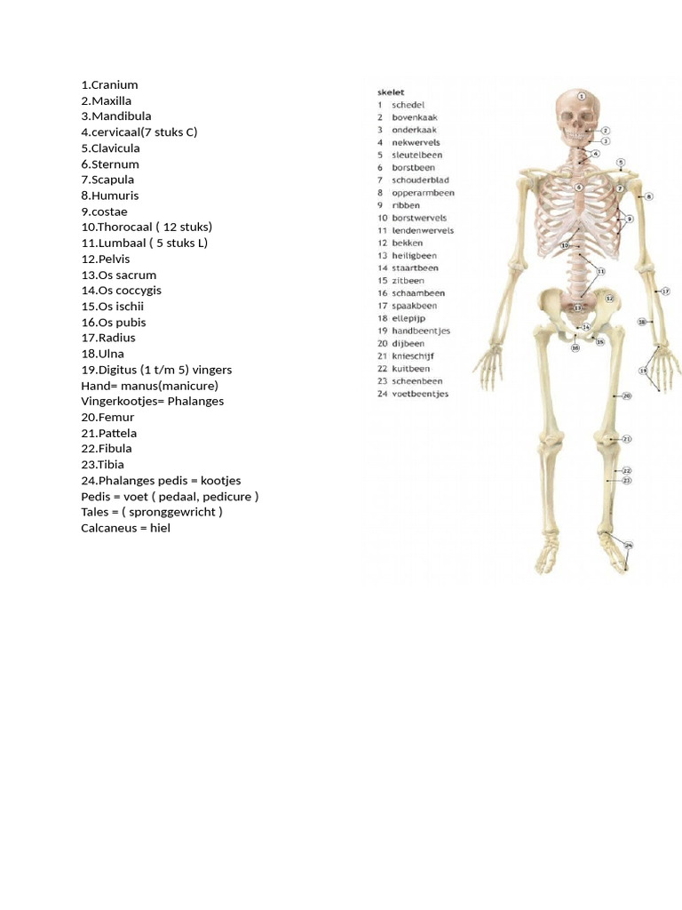 Anotomie Lijst | PDF