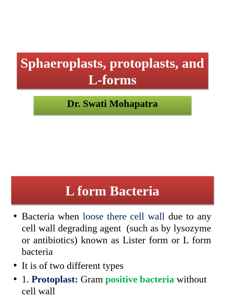 Understanding Sphaeroplasts and L-forms | PDF | Bacteria | Cell Wall