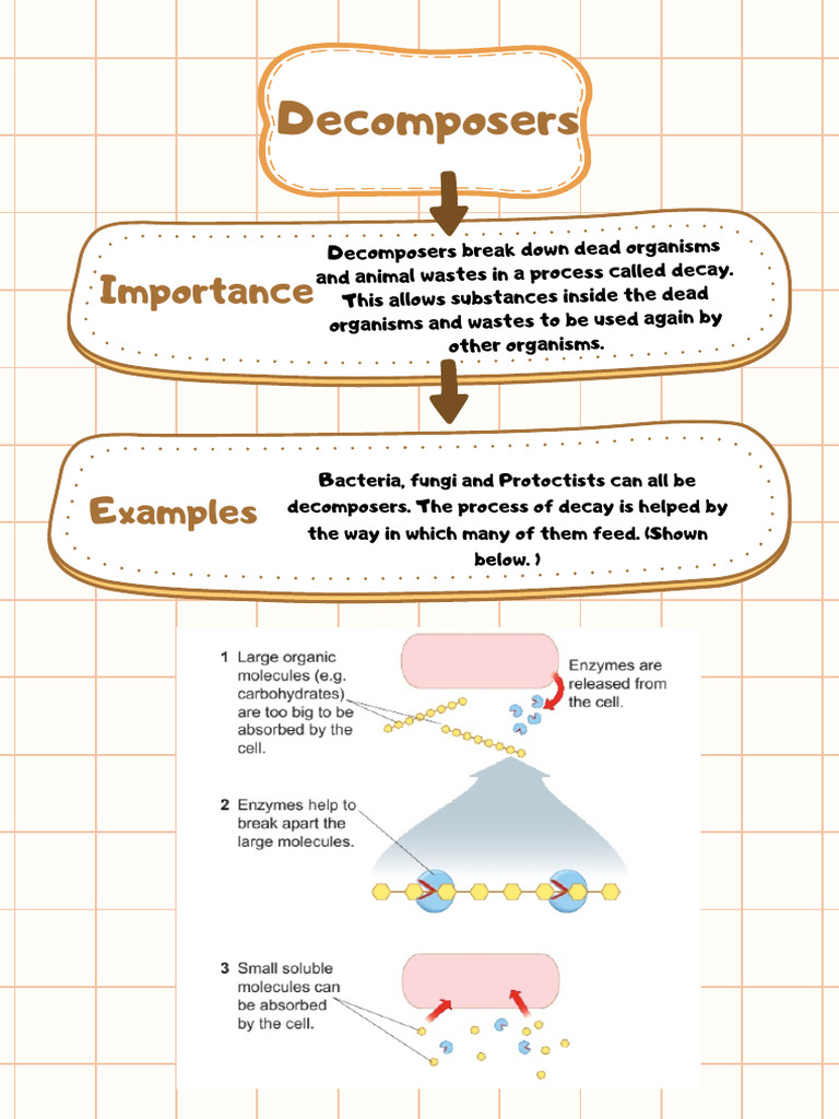 Beige Pastel Colorful Cute Mind Map A4 Document | PDF