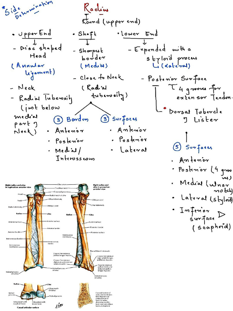 Neuro Anatomy Notes | PDF