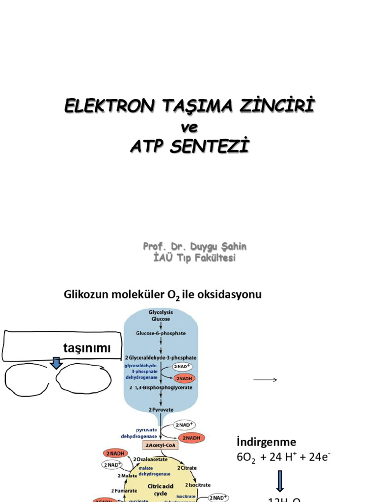 Elektron Taşima Zinciri Atp Sentezi: Prof. Dr. Duygu Şahin İAÜ Tıp ...