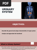 Urinary System Diagram | PDF