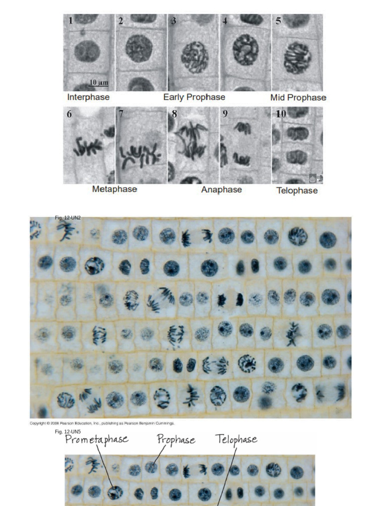 Onion Root Mitosis | PDF