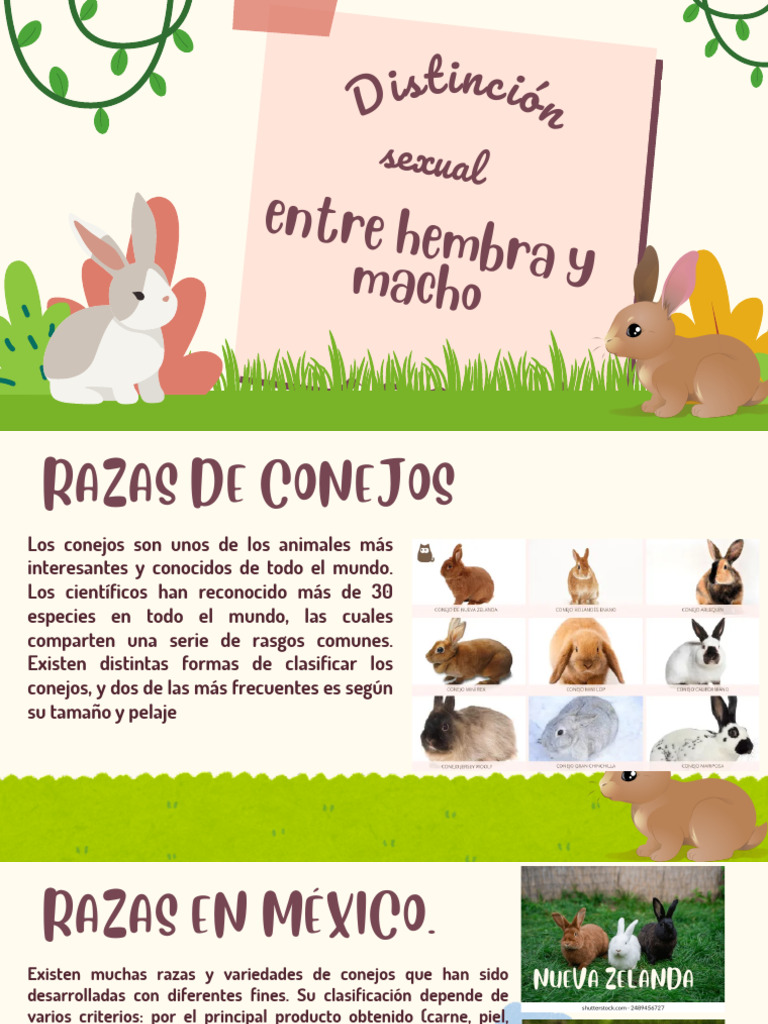 Morfología y Reproducción de Conejos | PDF | Sexo | Sistema reproductivo