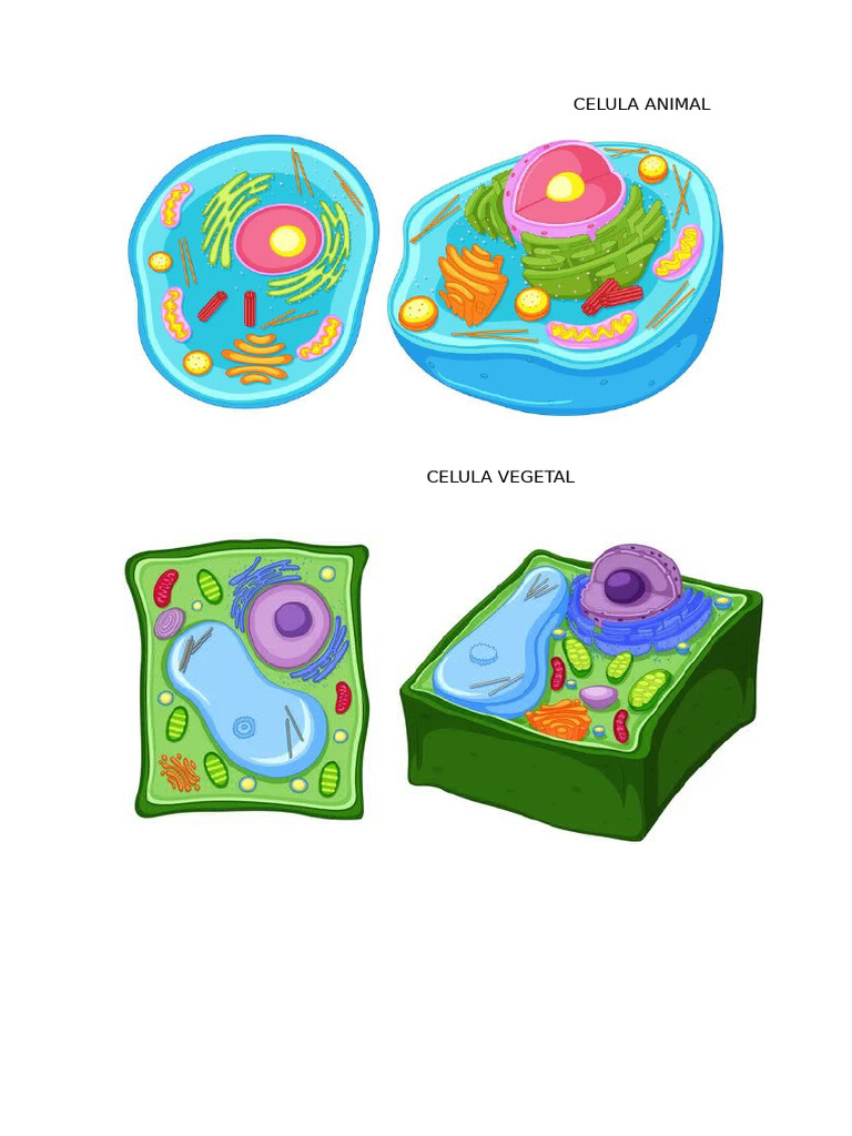 Celula Animal y Celula Vegetal | PDF