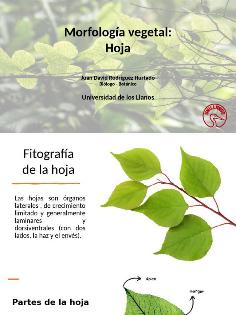 Filotaxia: Hojas Alternas y Opuestas | PDF | Hoja | Tallo de la planta
