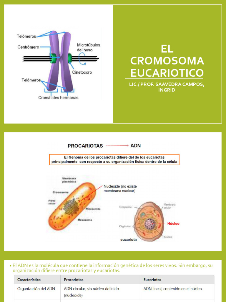 El Cromosoma Eucariota | PDF | Mitosis | Mitosis