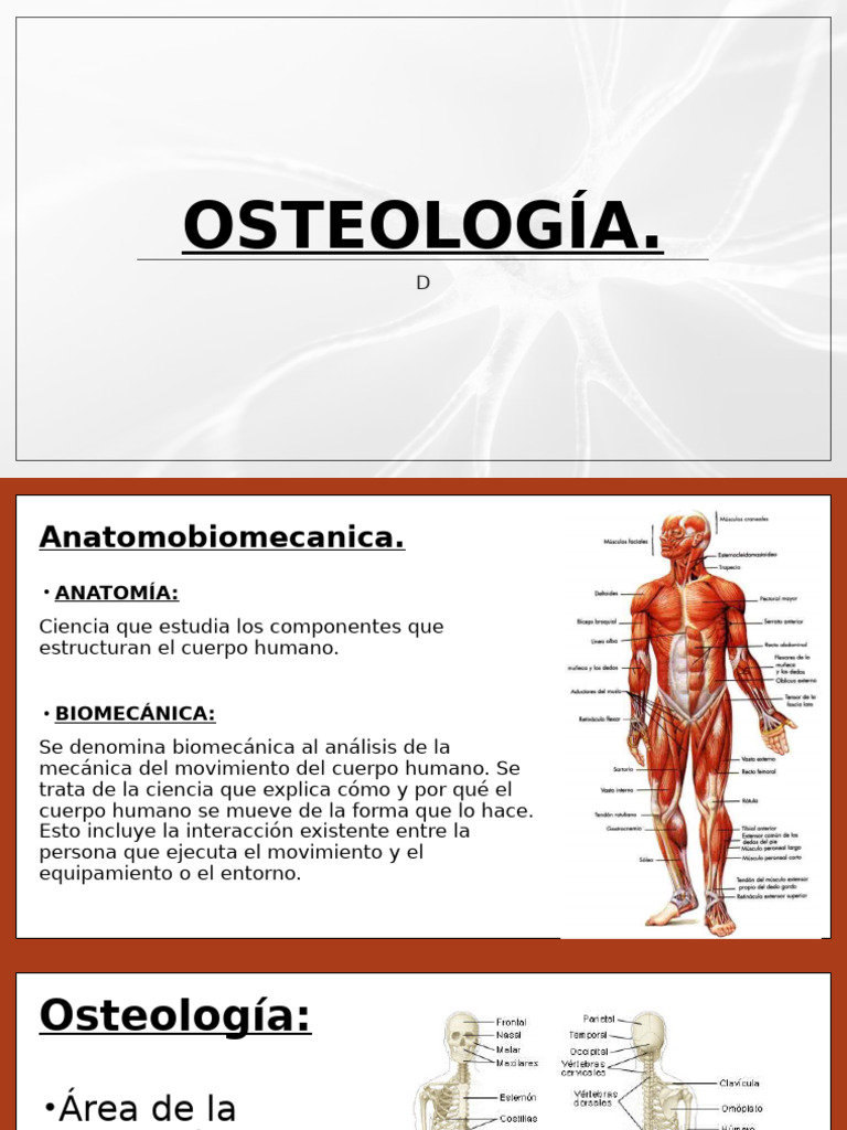 1.1 Osteología 4 | PDF | Esqueleto | Hueso
