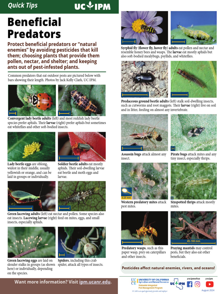 IPM Card Beneficial Predators | PDF | Insects | Predation