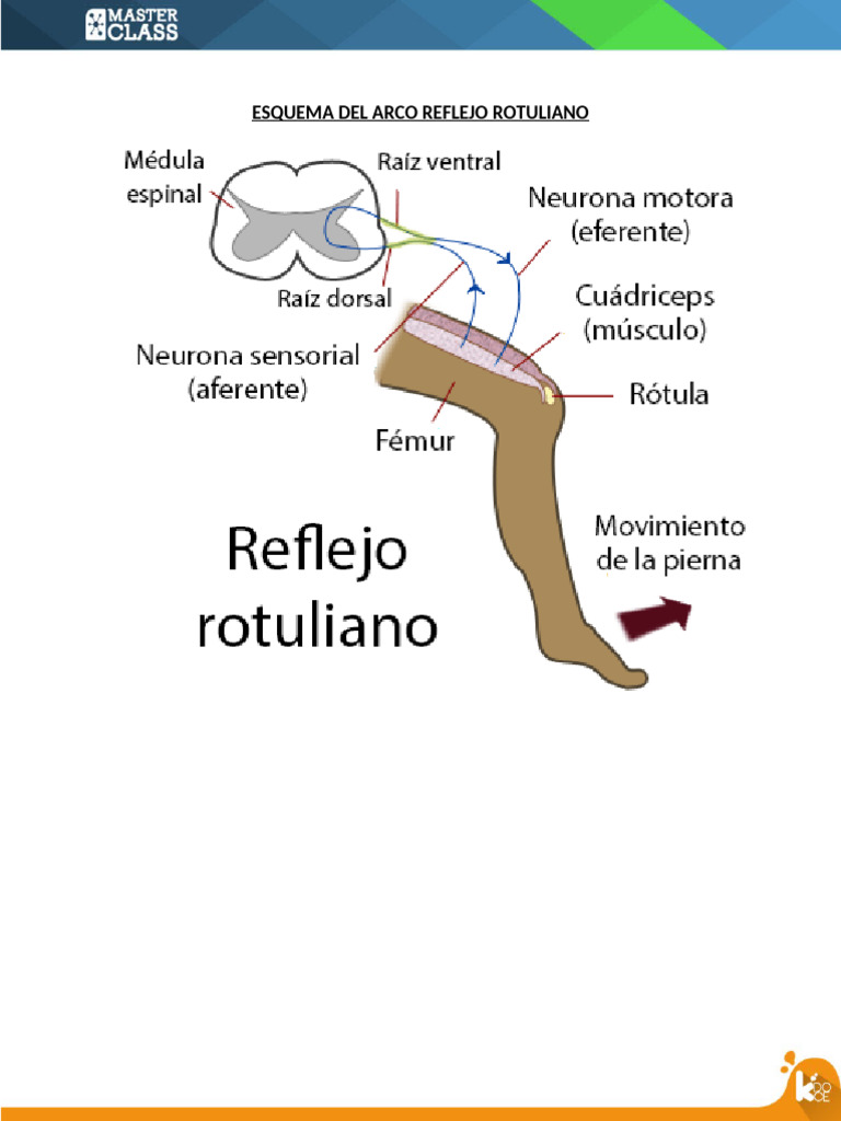1516234211esquema Del Arco Reflejo | PDF