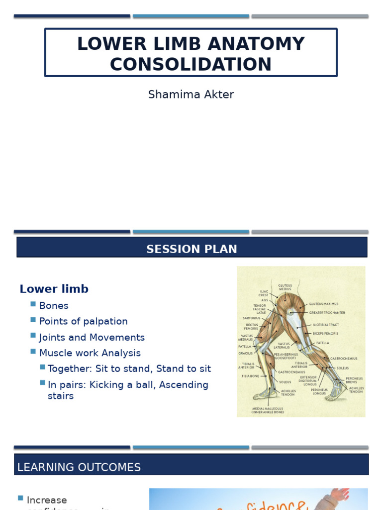 Anatomy Lowerlimb Uea | PDF | Foot | Human Leg