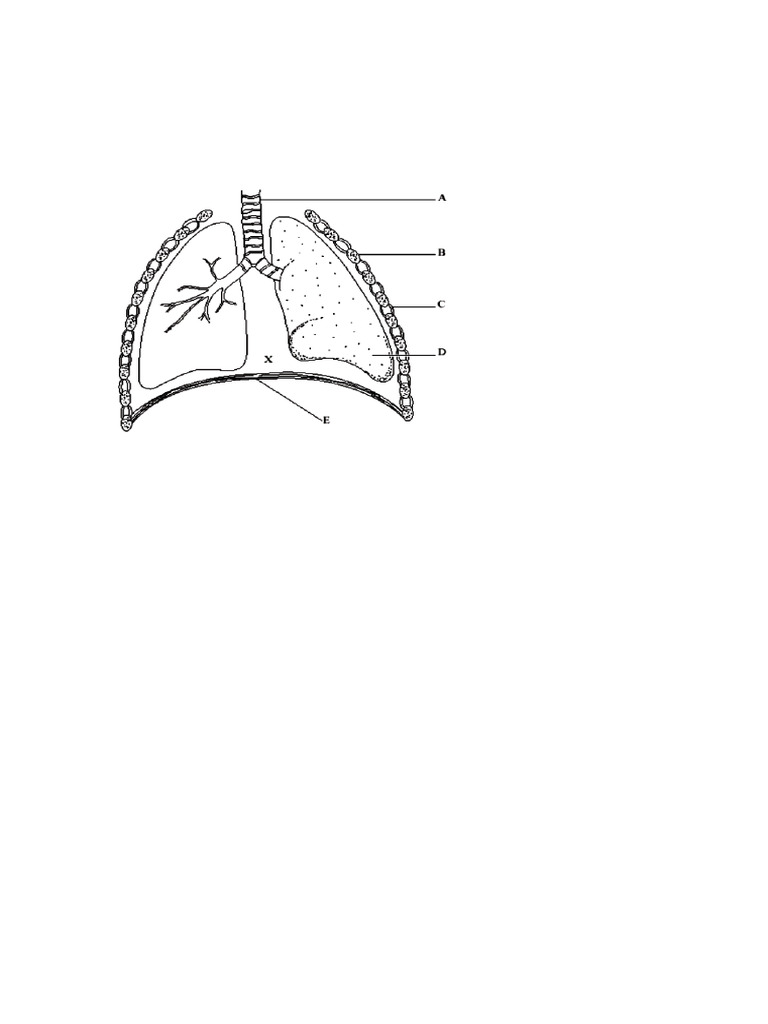 Breathing Ky4 B | PDF