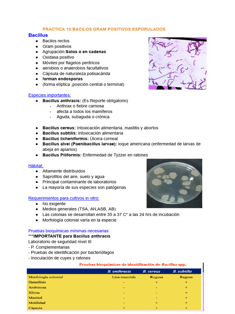 Guia Bacter (1) | PDF | Bacilo | Microbiología