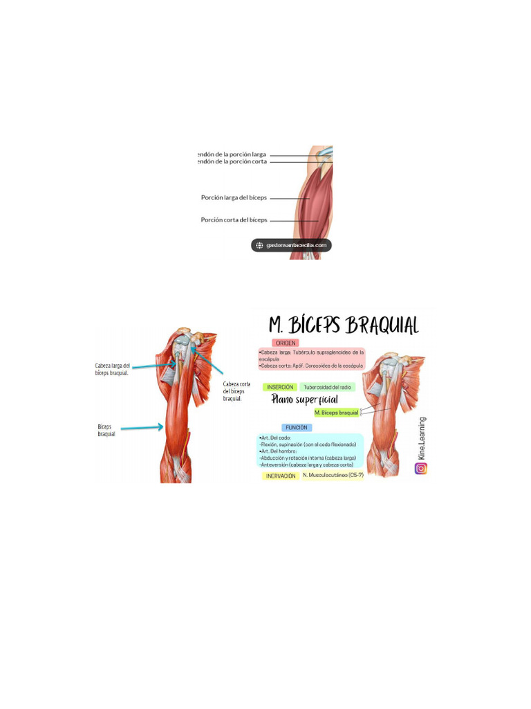 Biceps Braquial | PDF | Codo | Anatomía humana
