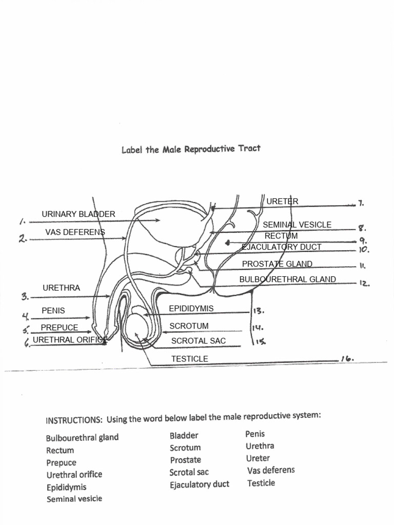 Male Repro Label WS | PDF