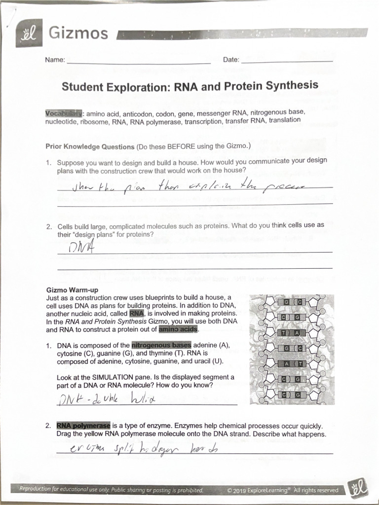 Gizmo translation mrna | PDF