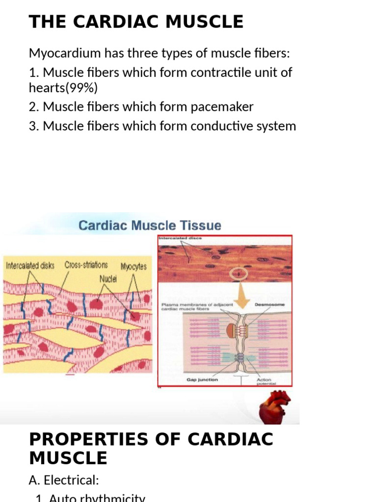 Understanding Cardiac Muscle Functions | PDF