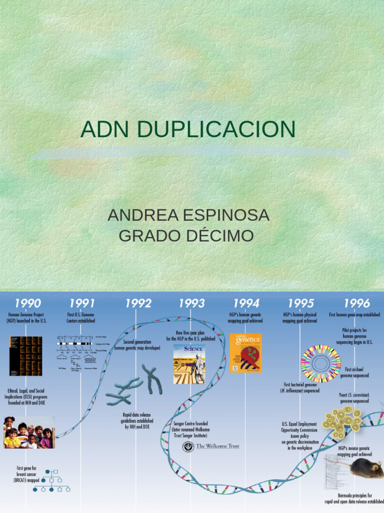 Estructura y Funci n Del ADN 2014 | PDF | Adn | Replicación De Adn