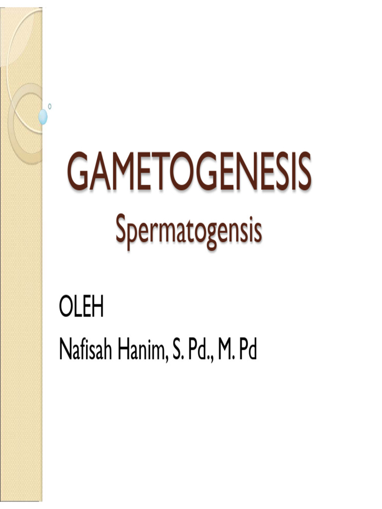 GAMETOGENESIS SPERMATOGENESIS | PDF