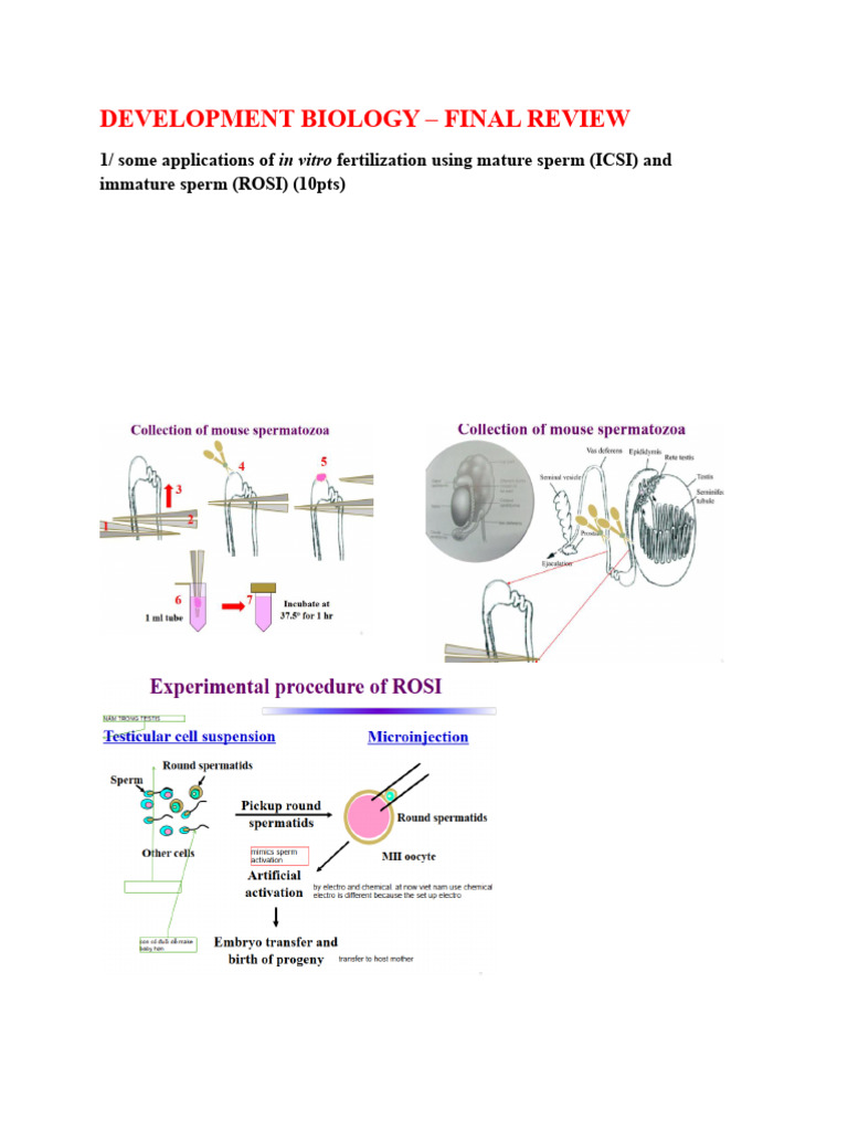 DEVELOPMENT BIOLOGY Final | PDF | In Vitro Fertilisation | Embryo