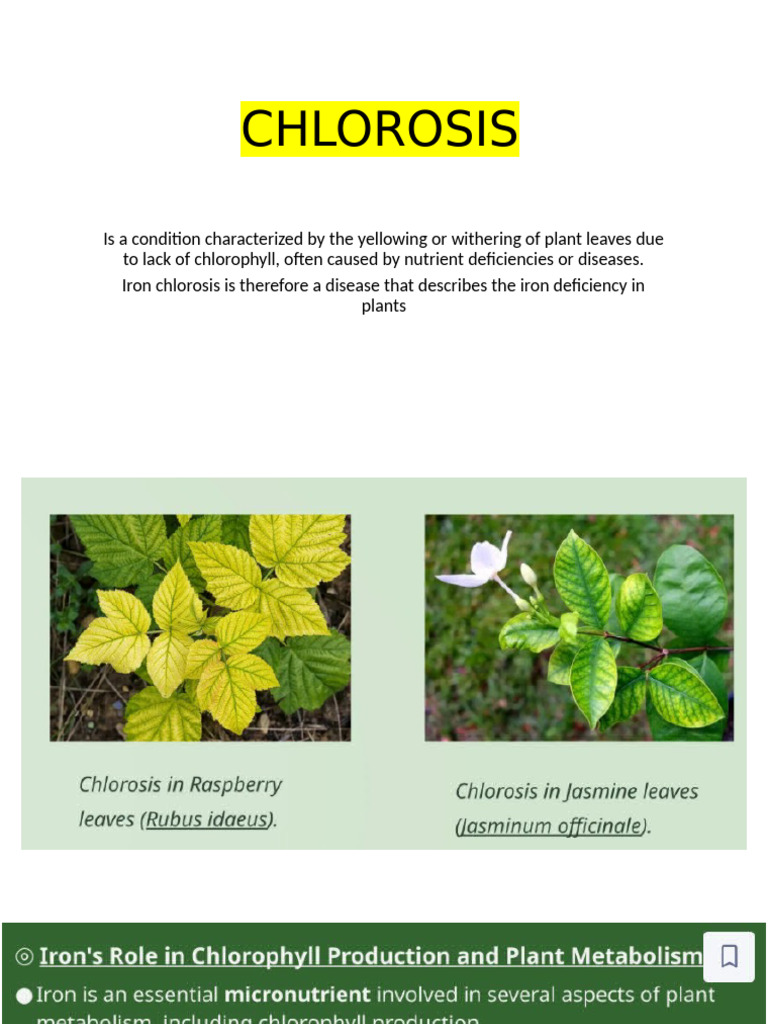 Chlorosis Lecture | PDF