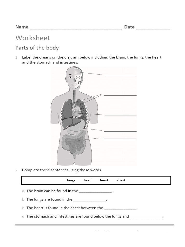 Unit 4 Staying Alive - Worksheet - Y3 | PDF