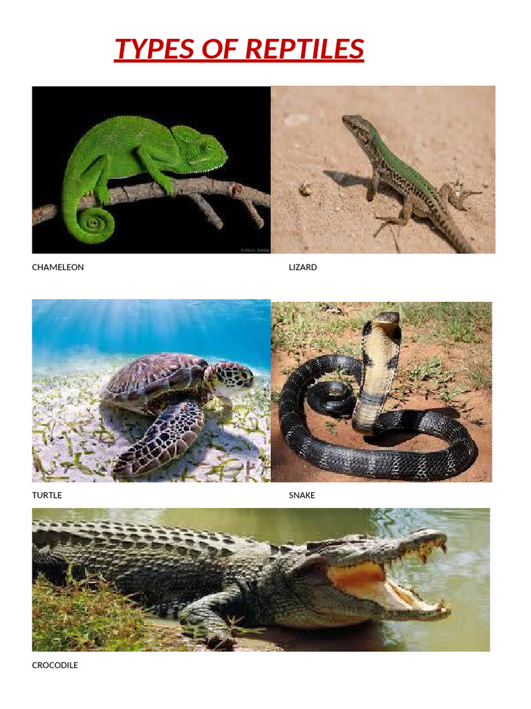 Types of Reptiles | PDF