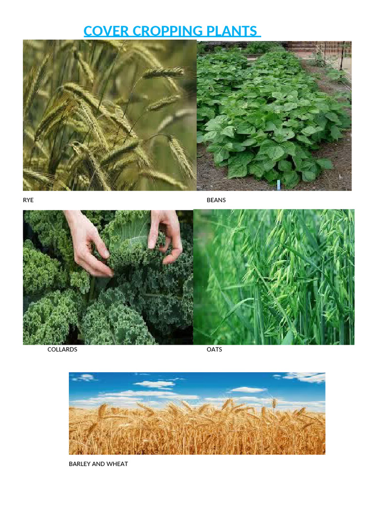 Cover Cropping Plants | PDF