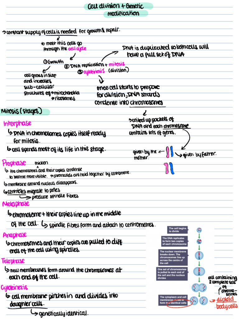 cell division + genetic modification | PDF | Genetics | Biology