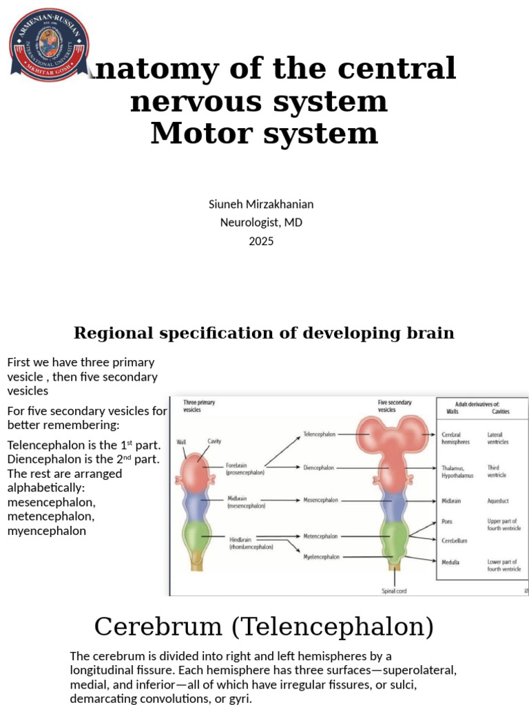 Anatomy of The CNS, Motor System | PDF | Brainstem | Spinal Cord